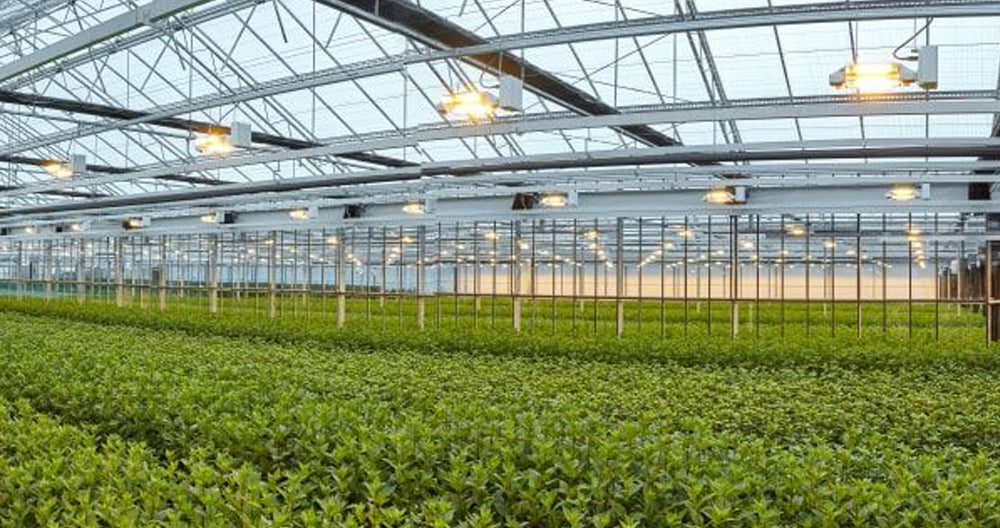 Hid Lighting Systems For Plants What Is The Difference Between LED